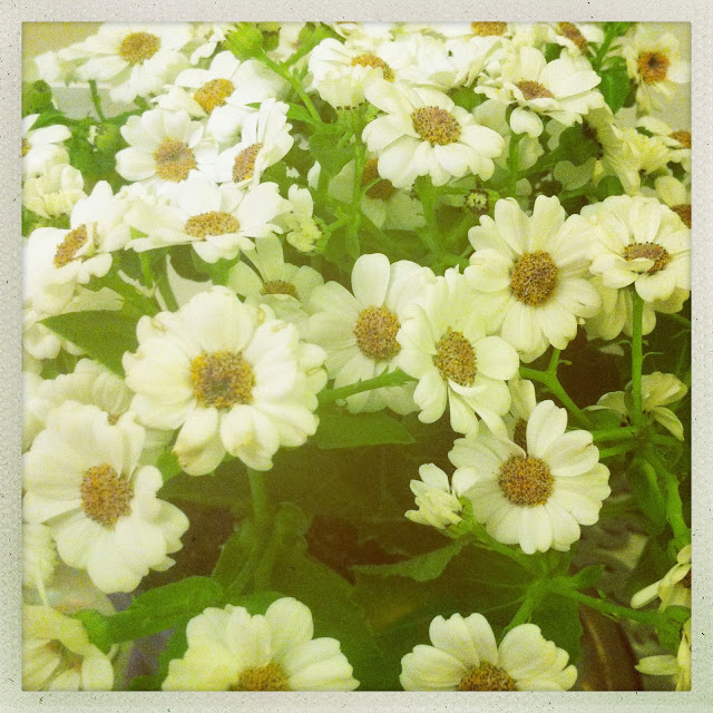 päivityksiä: Sineraaria